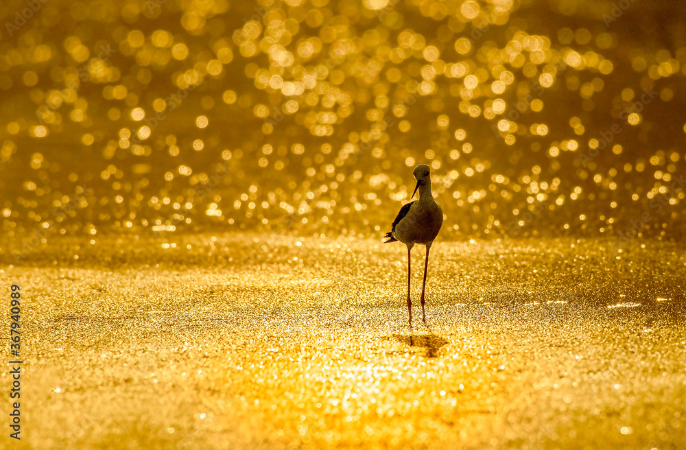 bird in golden light and bokeh in the pond, black winged stilt or ...