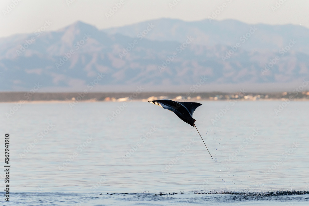 Mobula rays, or smooth tail devil rays, breaching in the early morning ...