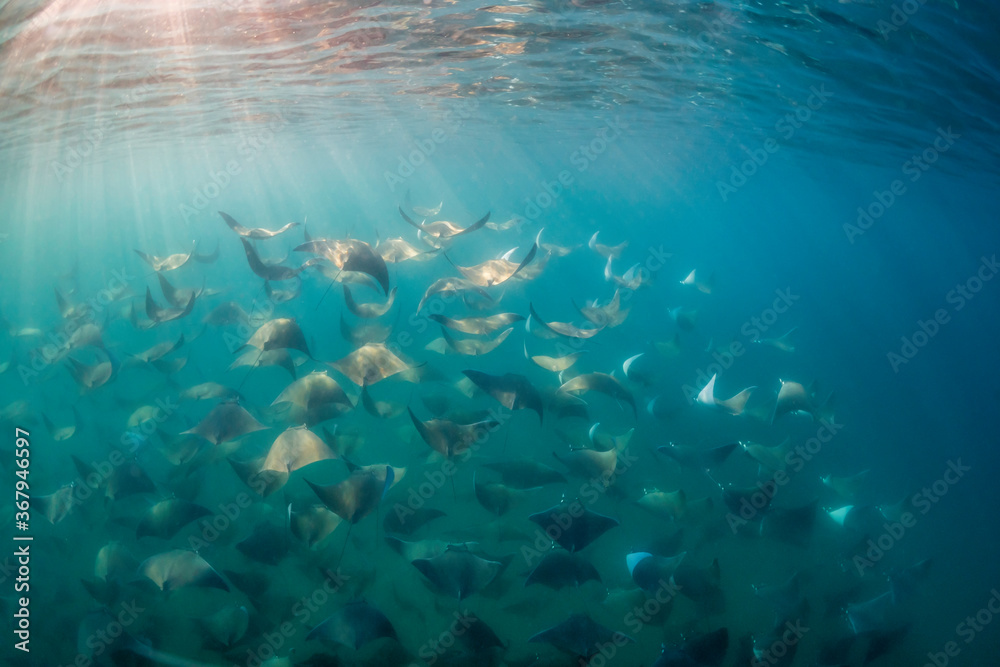 Large school of mobula rays, mobula munkiana, during the annual ...