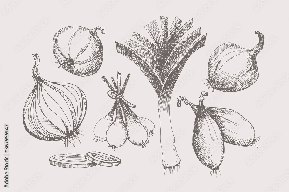 Onion Botanical Drawing