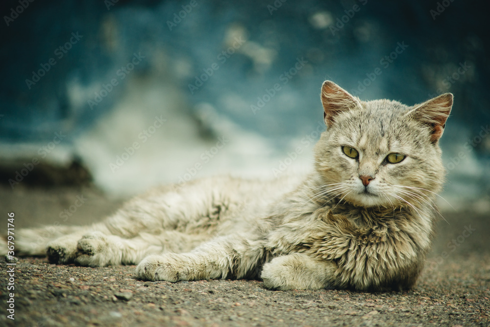 Poster gray narcissistic cat lies and looks – Wall Art | UkPosters