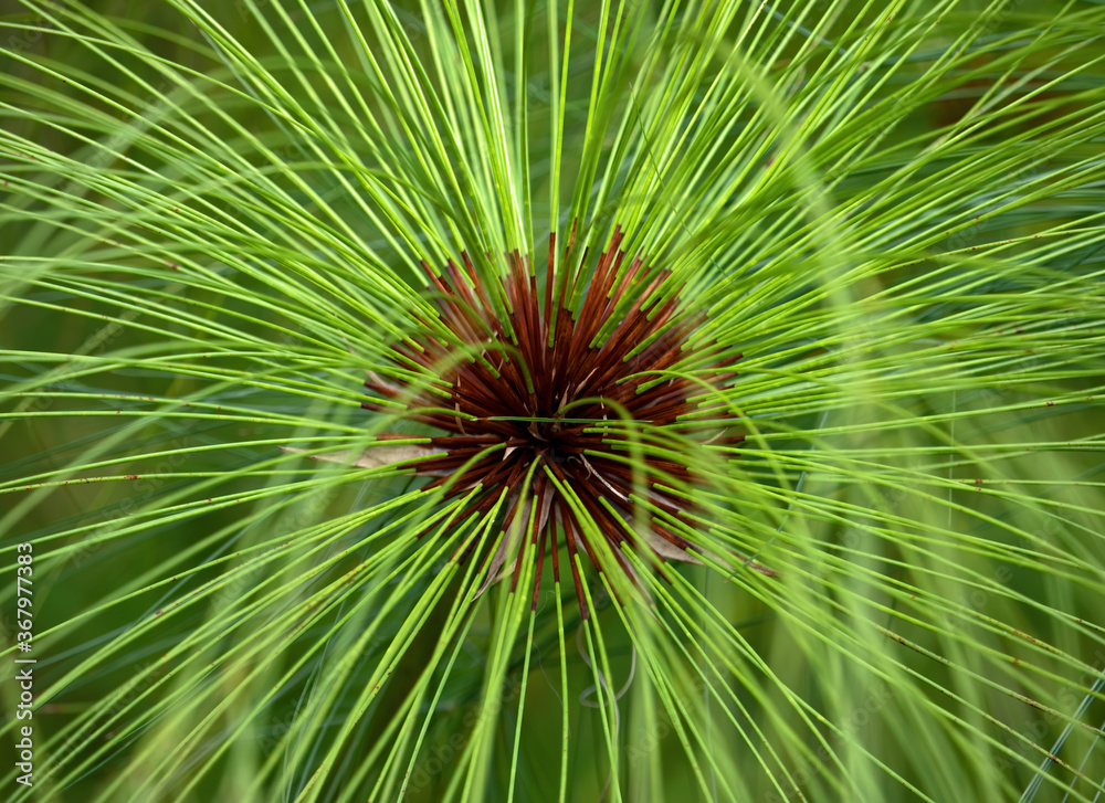 Giant Egyptian, Papyrus - Egyptian or giant variety (Cyperus papyrus ...