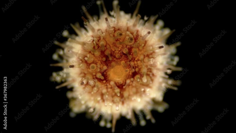 sea urchin Echinoidea, under a microscope, type Echinodermata. The legs ...