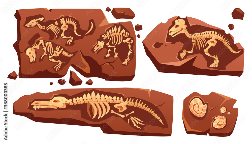 Fossil dinosaurs skeletons, buried snails shells, paleontology finds ...
