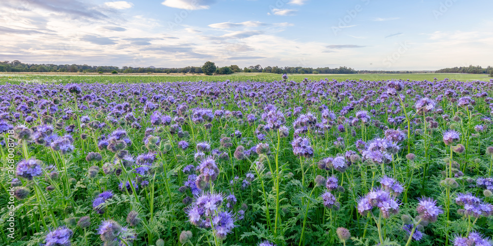 Scotland, East Lothian, Field of Phacelia (Phacelia tanacetifolia ...