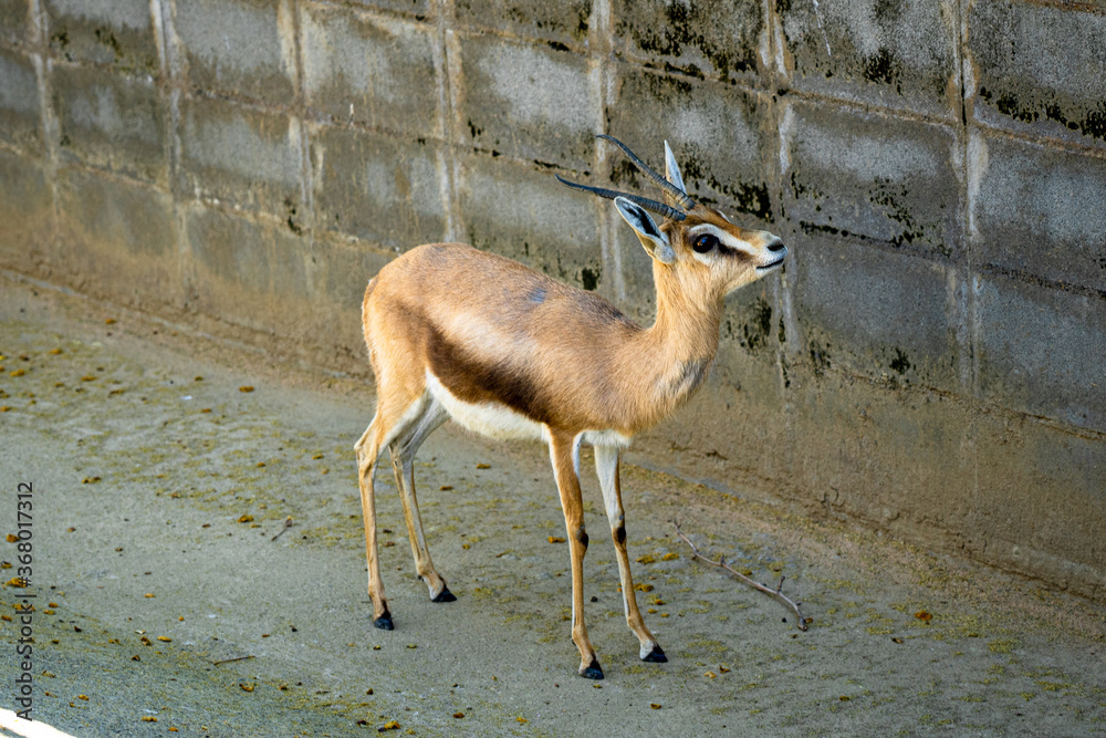 Saharian dorcas gazelle (Gazella dorcas osiris) in zoo Barcelona Stock ...