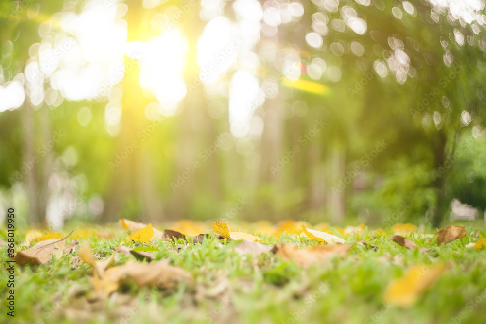 Blur nature green park with sun light abstract background. Stock Photo ...