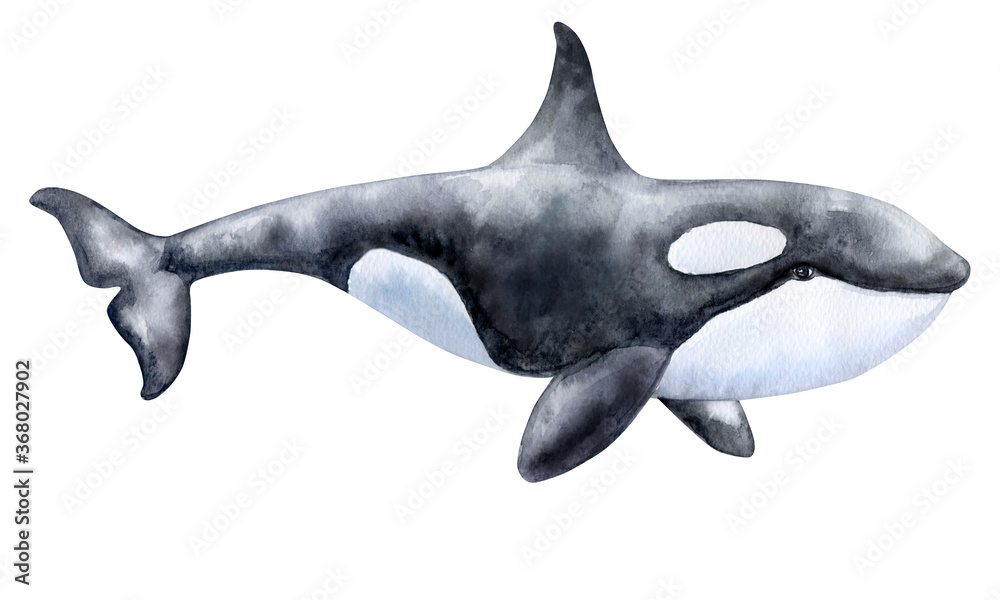 Killer whale isolated on a white background. Watercolor. Illustration ...
