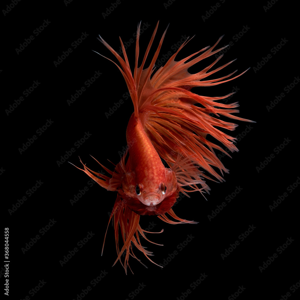 Abstract art movement of colourful Betta fish,Siamese fighting fish ...