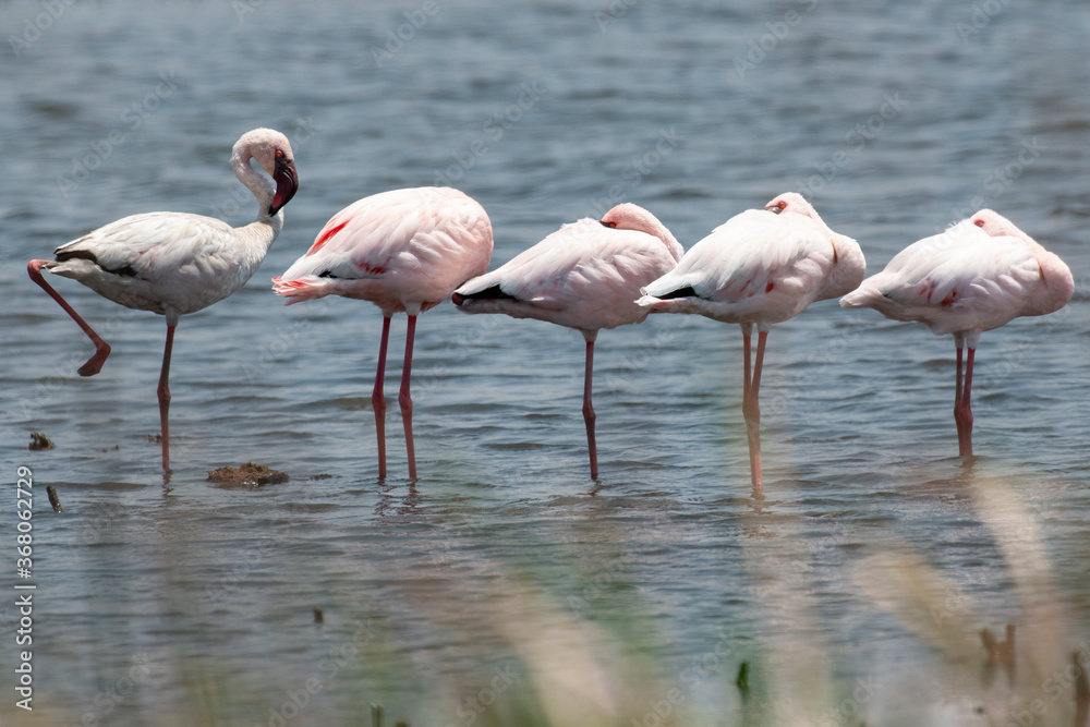 Flamant nain,.Phoeniconaias minor, Lesser Flamingo, Afrique du Sud ...