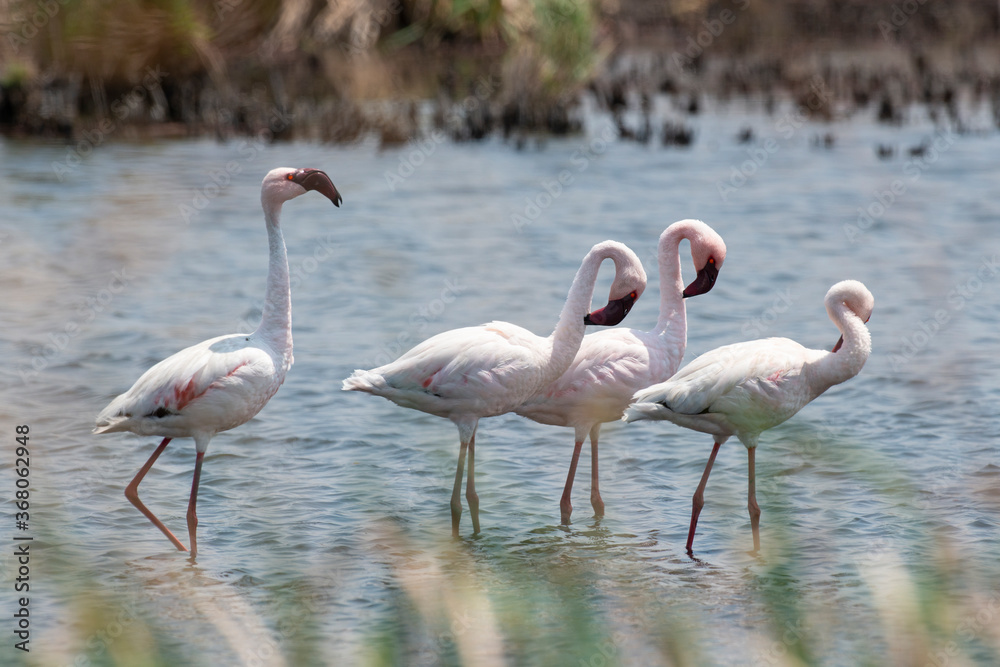Flamant nain,.Phoeniconaias minor, Lesser Flamingo, Afrique du Sud ...