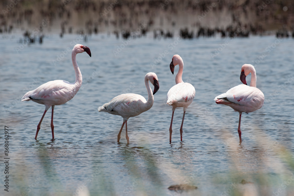 Flamant nain,.Phoeniconaias minor, Lesser Flamingo, Afrique du Sud ...