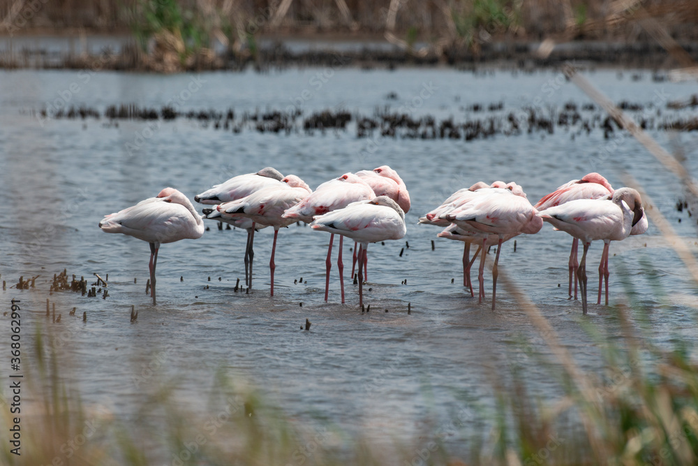 Flamant nain,.Phoeniconaias minor, Lesser Flamingo, Afrique du Sud ...