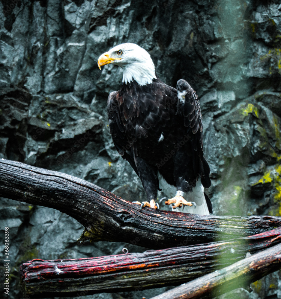 bald eagle in the zoo Stock Photo | Adobe Stock