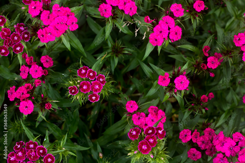 Dianthus barbatus .bright pink cluster of carnation flowers on a blurry ...