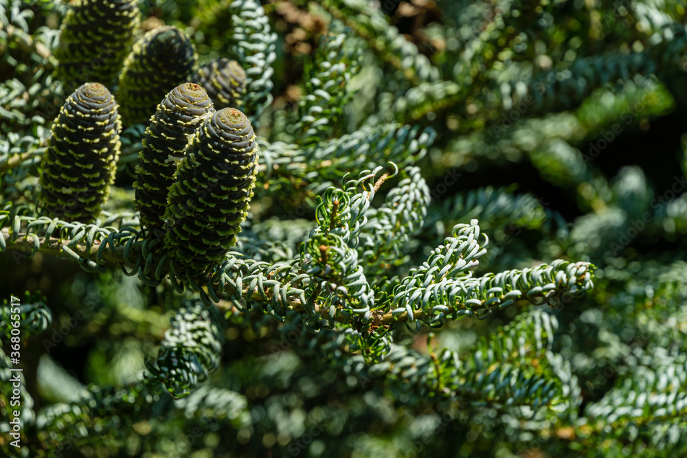 Branches of spruce Abies koreana Silberlocke with green and silver ...