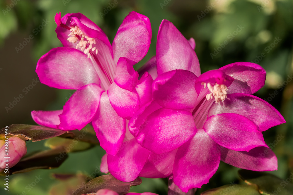 False Christmas Cactus (Schlumbergera truncata) in greenhouse Stock ...