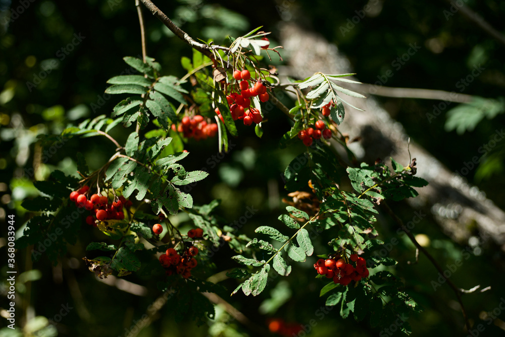 Vogelbeer Baum oder auch Eberesche mit Früchten in reifem Zustand an ...