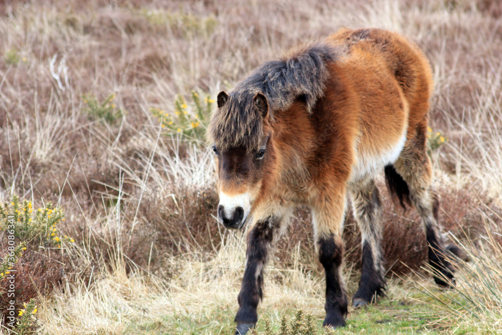 Exmoor Pony foal baby or ponies are a breed of horses native to the ...