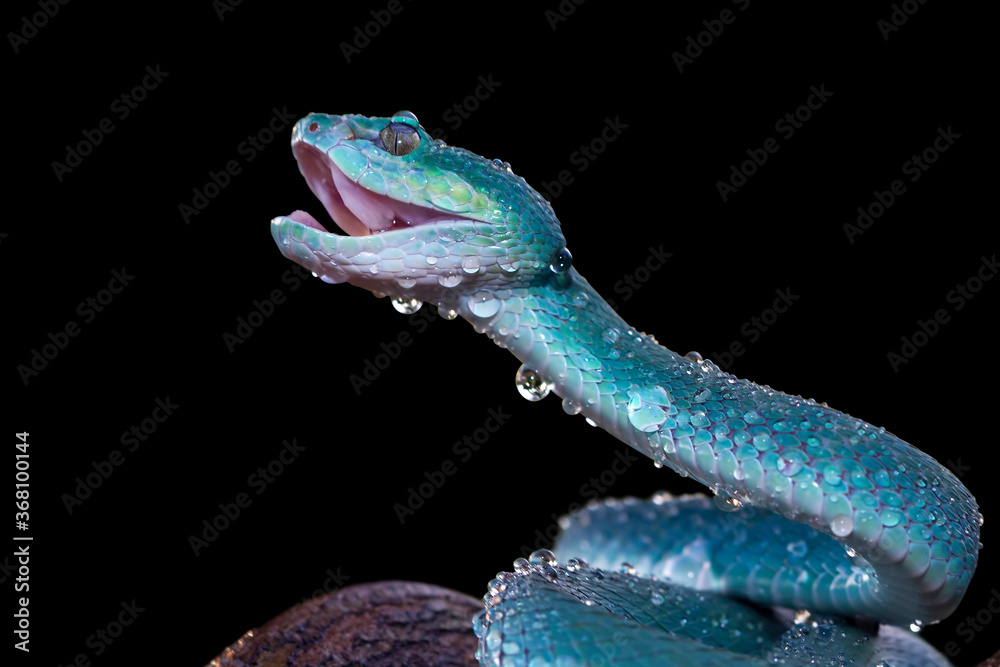 Blue viper snake side view with dew on head, viper snake foto de Stock ...