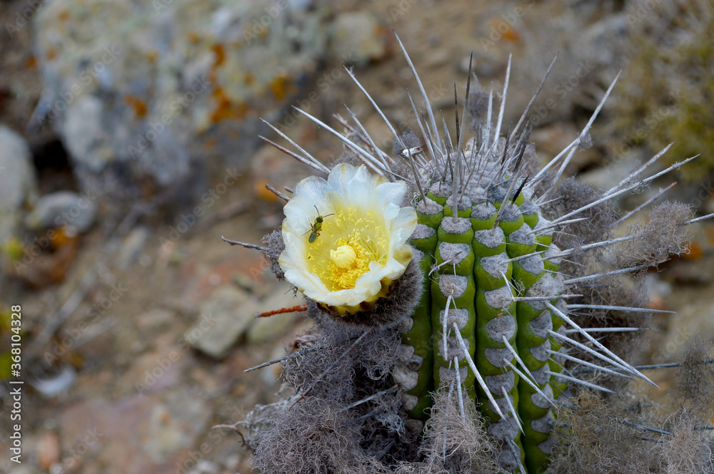 Agapostemon type bee pollinating a cactus flower in Punta de Choros ...
