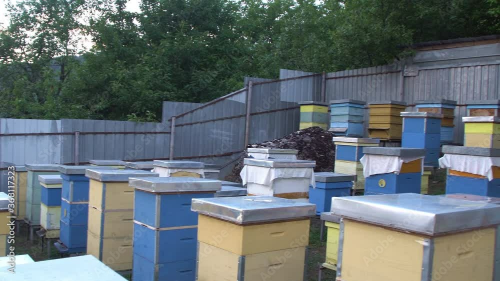 Bee in the garden, apiary. Bees swarming near beehive. Stack of beehive ...