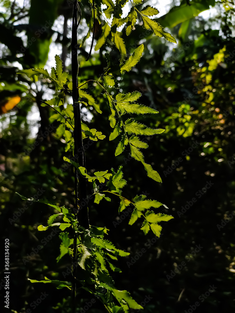 Lygodium japonicum is a species of fern that is known by the common ...