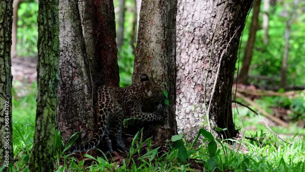 Vídeo do Stock: Indochinese Leopard, Panthera pardus delacouri; a cub ...