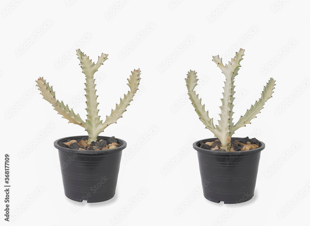 view front and back of Euphorbia lactea or White Ghost Cactus (White ...