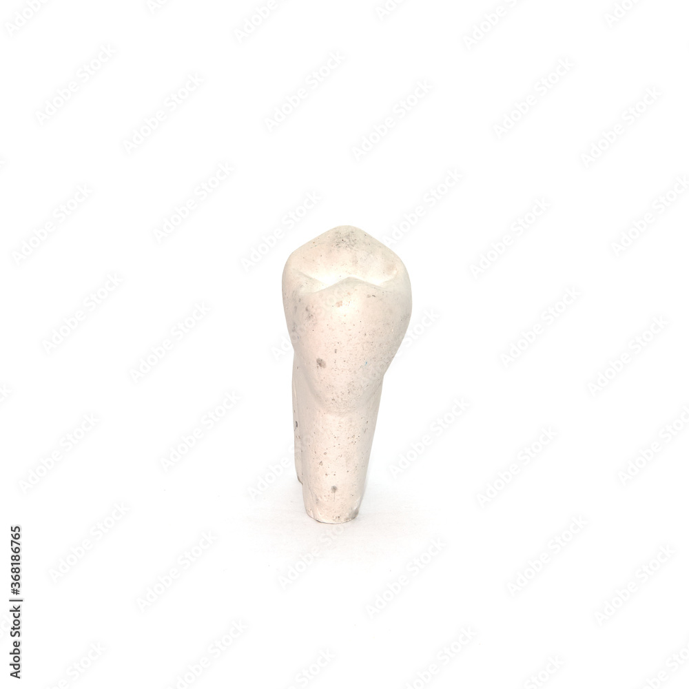 Plaster model of a maxillary first premolar tooth Stock Photo | Adobe Stock