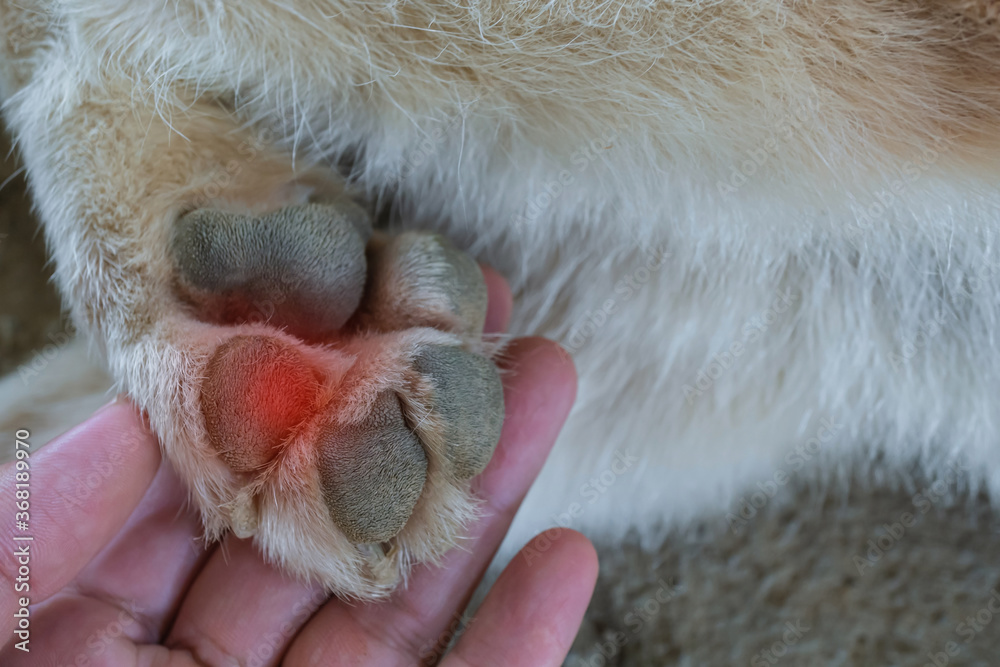 Foto de Dog injured foot, Look at the dog's foot because of injury ...