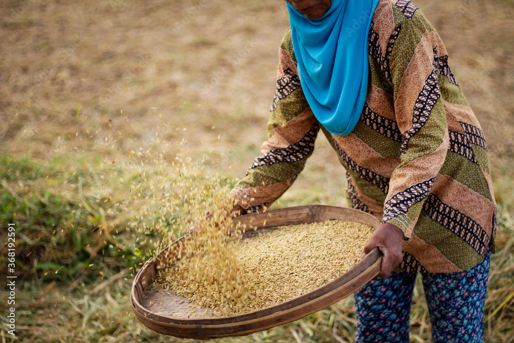 Indonesian traditional hand rice machine, farmers are sifting or ...