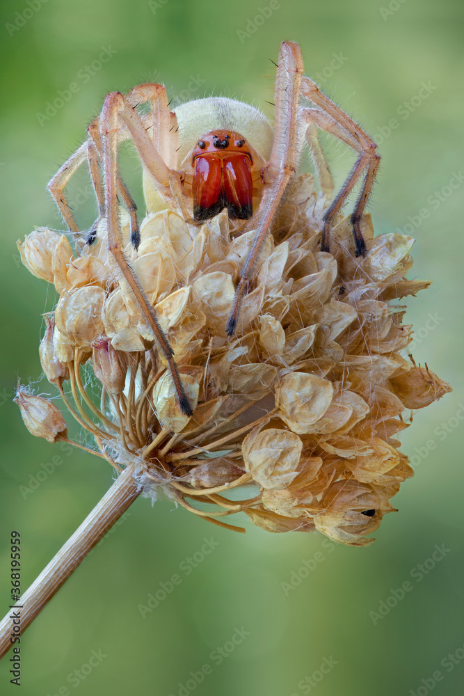 Cheiracanthium punctorium, one of several species commonly known as the ...
