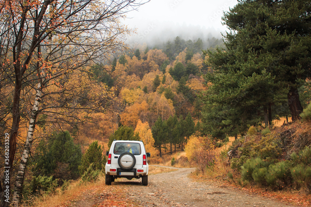 Car on forest trail, back view. Adventure outdoors in autumn landscape ...