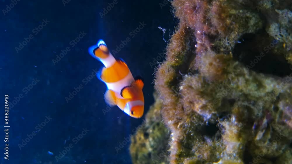 cute clown fish swimming please rotate 90 degrees to get a vertical ...