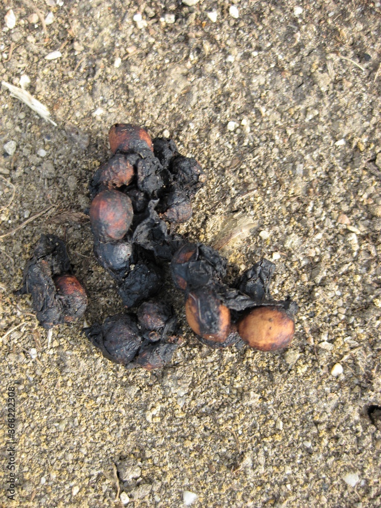 Tierkot mit Kernen, Kot mit Kirschkernen Stock Photo | Adobe Stock