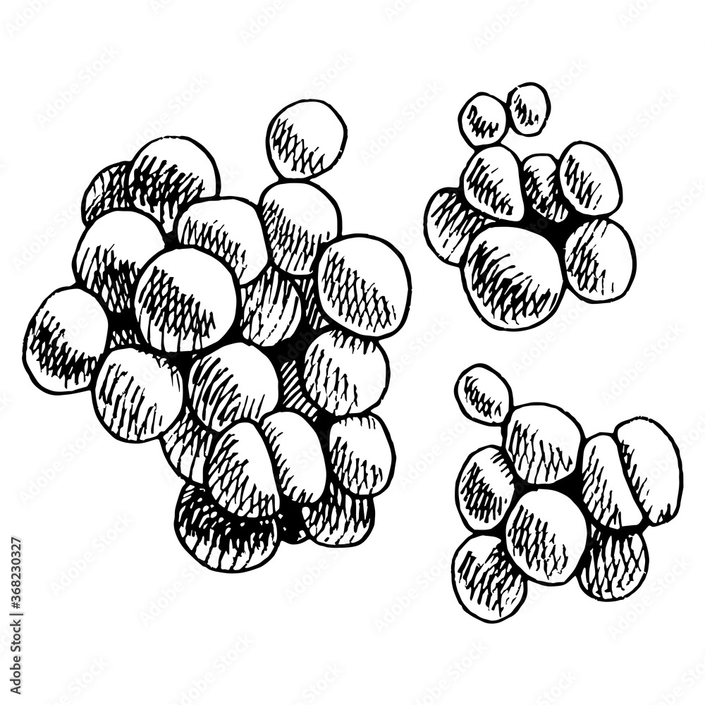 Vector illustration of Staphylococcus. Black and white traditional ...