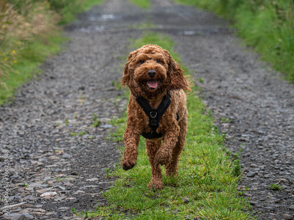A Young Cockapoo Running On A Country Track In The Fields Near ...