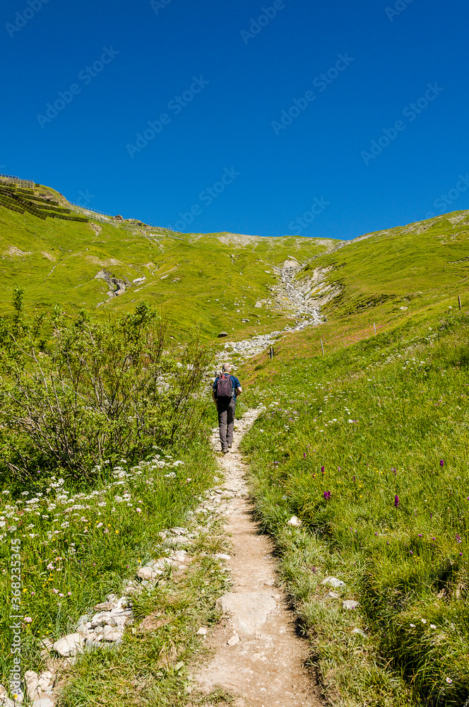 Ftan, Alp Laret, Wanderweg, Wanderer, via Engiadina, Bergwiesen, Alm ...
