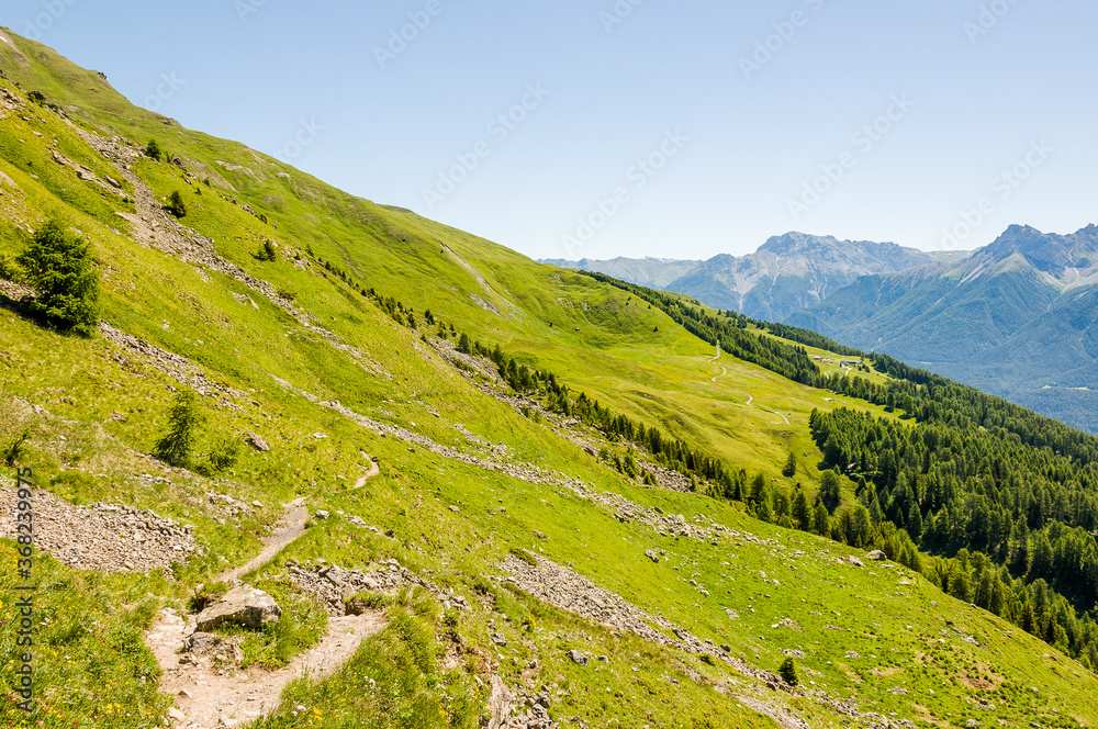 Ftan, Alp Laret, Wanderweg, via Engiadina, Bergwiese, Bergkräuter ...