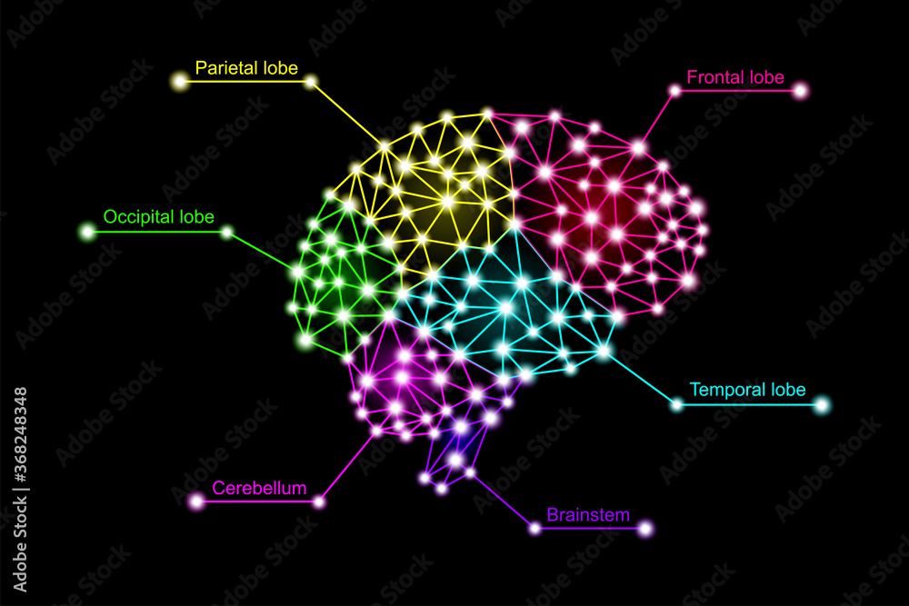 infographics of multicolored colorful human brain lobes in 3d digital ...