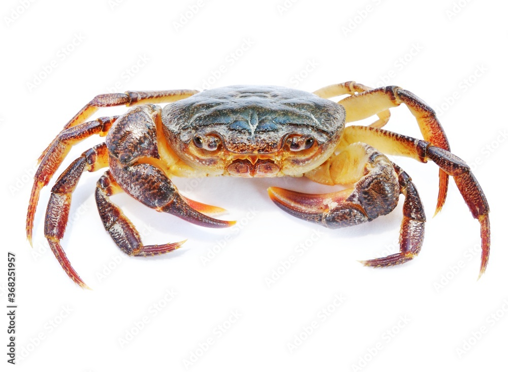 Foto de Colorful river crab Potamon sp. isolated on white background ...