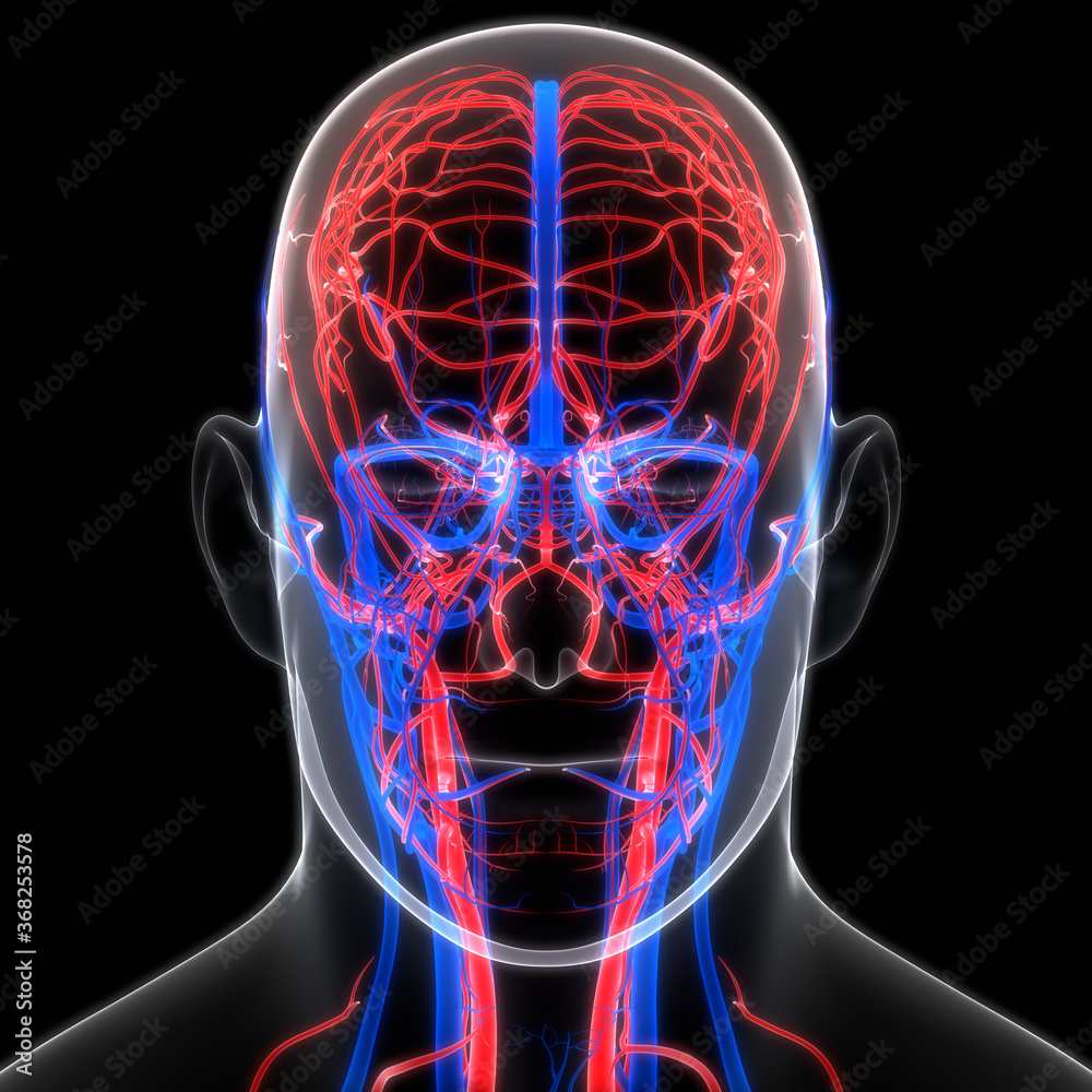 Human Circulatory System Arteries and Veins Anatomy Stock Illustration ...