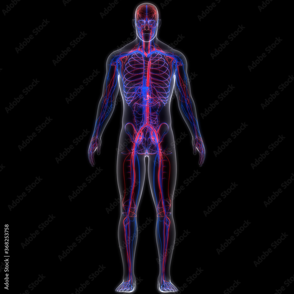 Human Circulatory System Arteries and Veins Anatomy Stock Illustration ...