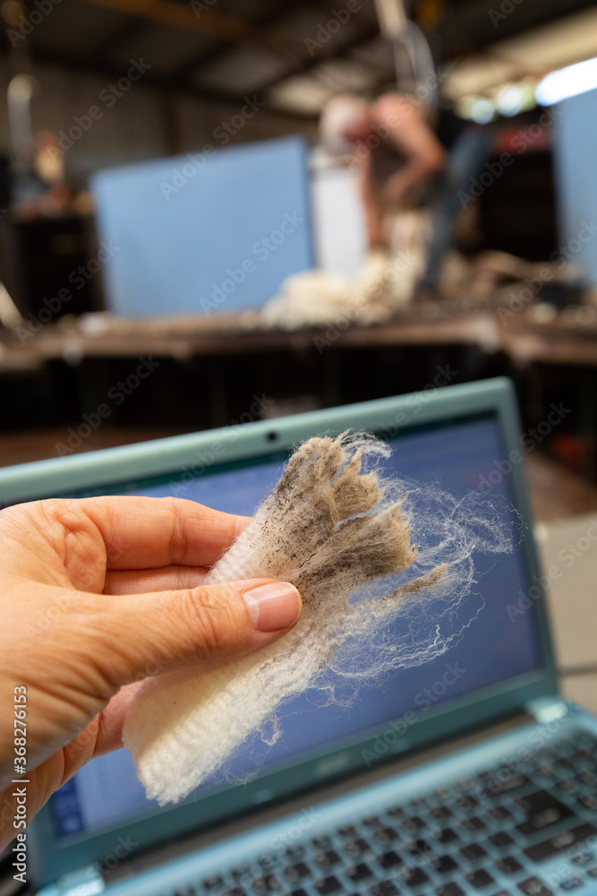 hand holding staple of merino wool in front of computer in shearing ...