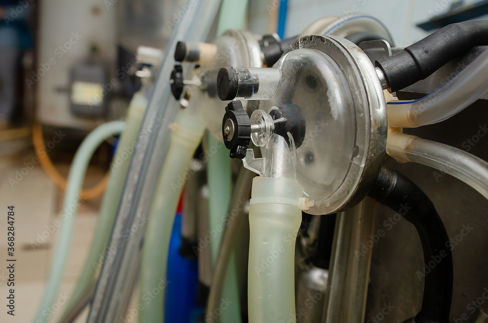 Modern equipment for milking cows on a new farm, the process of milking ...