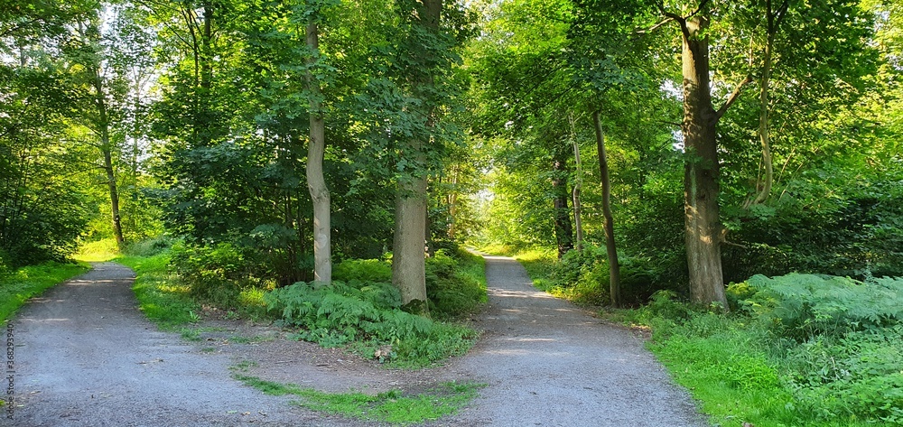 Zwei Wege Pfad Stock Photo | Adobe Stock
