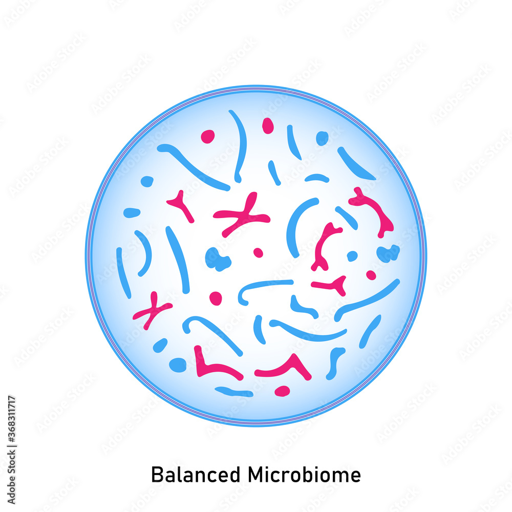 Balanced microbiome. Normal flora of the skin and mucous membranes ...
