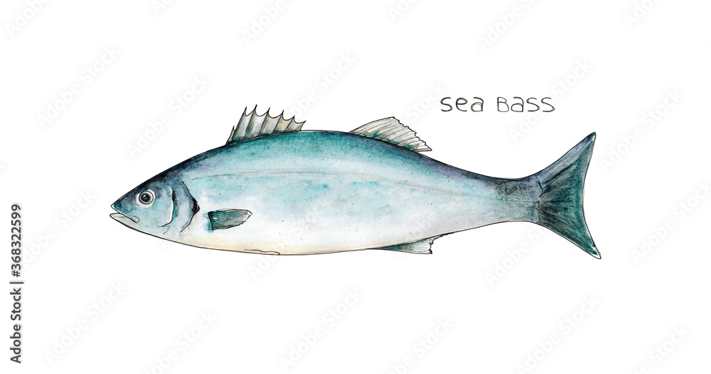Watercolor hand drawn illustration of Sea bass fish with lettering Sea ...