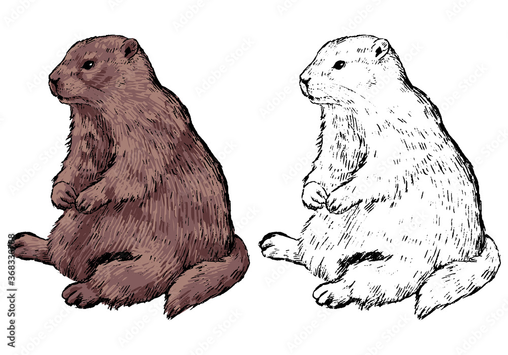 Vektorová grafika „Realistic drawing of sitting groundhog. Ink sketch ...